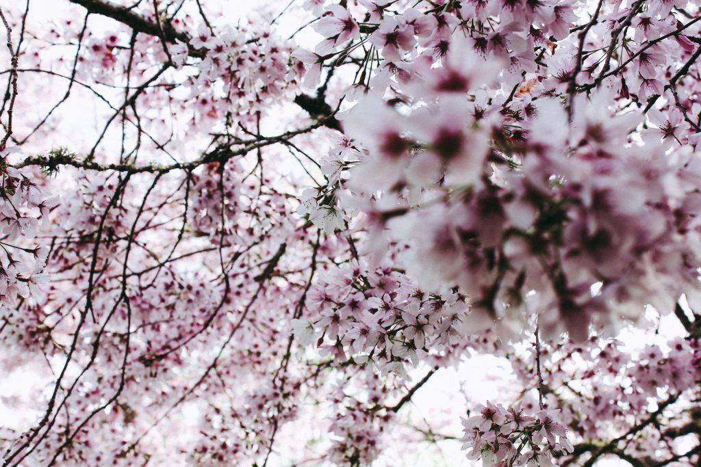 What to do in the garden.....in April - Earth Wit and Style